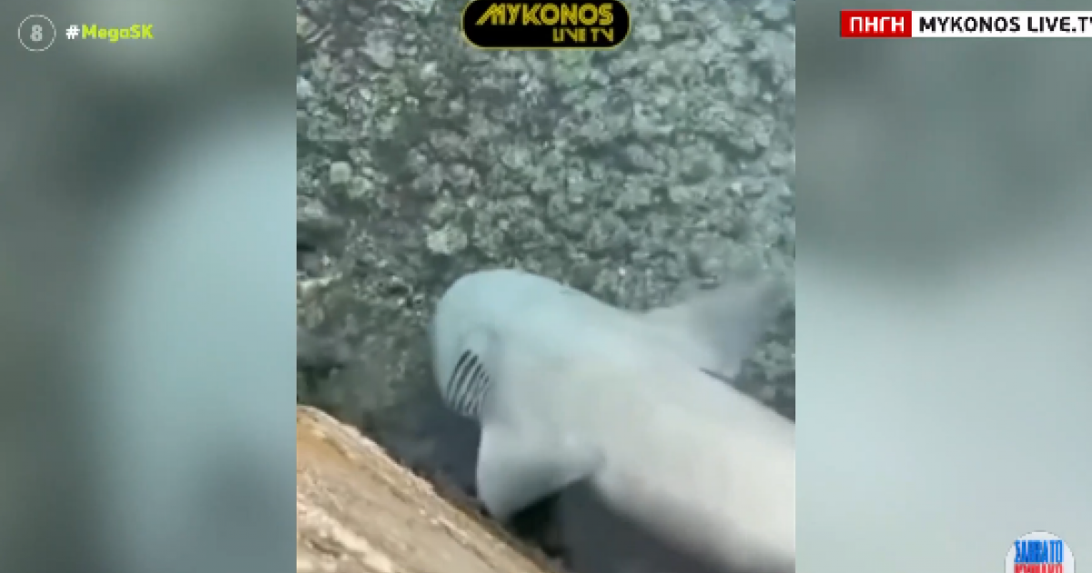 Μύκονος: Σπάνιος καρχαρίας στα ρηχά – Έχασε τον προσανατολισμό του (Vid) | Alfavita